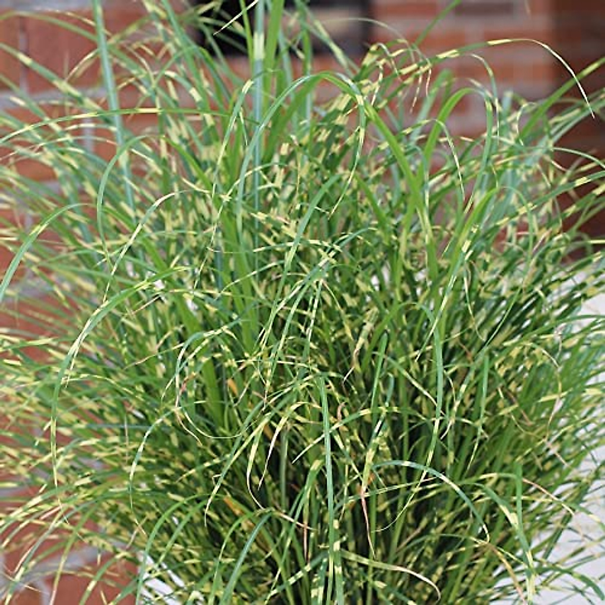 CHUXAY GARDEN Miscanthus Sinensis,Silver Maiden Grass 10 Seeds Hardy Spectacular Plumes Ornamental Grass Home Landscape Easy Grow