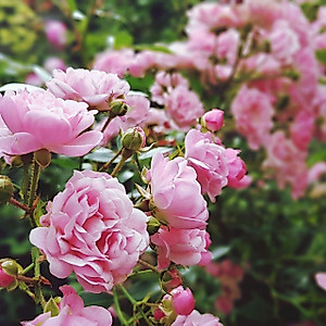 Humphreys Clarify + Soothe Witch Hazel with Rose Organic Toner, Clear, 8 Oz ( Pack of 1)