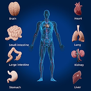 8 Pcs Human Body Model for Kids Human Organ Model Anatomy, 3D Anatomy Model Realistic Brain Heart Lung Liver Stomach Large Intestine Small Intestine Kidney Models for Halloween Party Prop