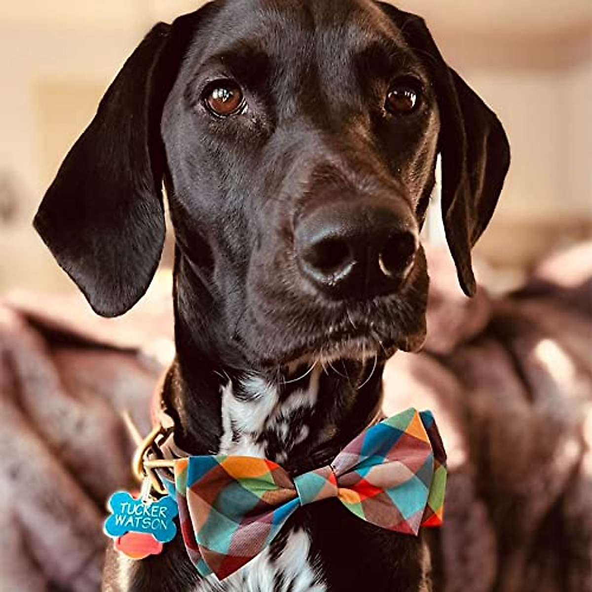 H&K Bow Tie for Pets | Fall Check (Small) | Velcro Bow Tie Collar Attachment | Fun Bow Ties for Dogs & Cats | Cute, Comfortable, and Durable | Huxley & Kent Bow Tie