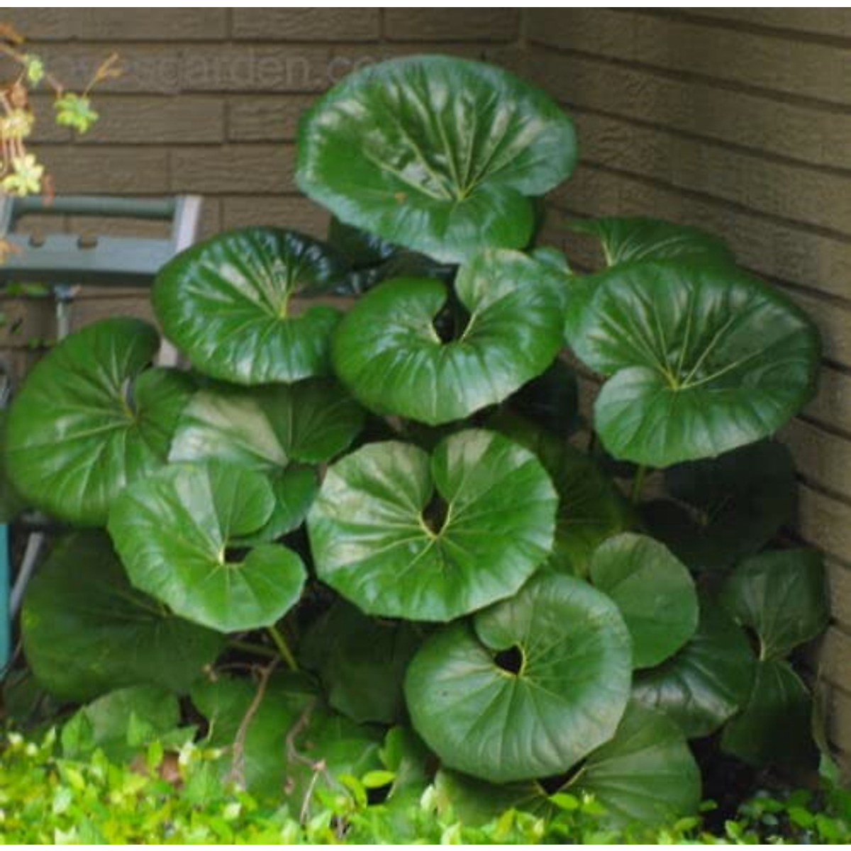 CHUXAY GARDEN 100 Seeds Farfugium Japonicum Seed,Leopard Plant,Ligularia Tussilaginea Perennial Herb Plant Showy Display