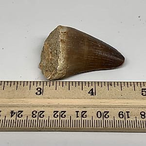 20.8g, 1.7"x1"x0.8" Fossil Mosasaur Tooth Reptiles, Cretaceous from Morocco,B12802