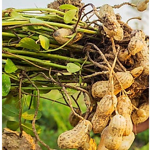 Peanut Seeds - Virginia Jumbo - Organic - 20+ Seeds - Glasgow's Goods
