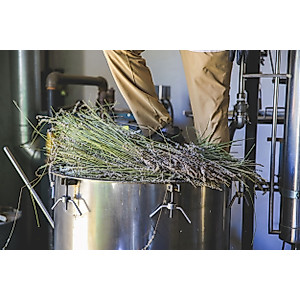 Victoria's Lavender Aromatherapy Body Mist Spray - After Sun Solar Recovery Spray with Aloe Vera plus Lavender Essential Oil - Hydrating, Moisturizing & Soothing Aloe Vera Spray, 4 oz (120 ml)