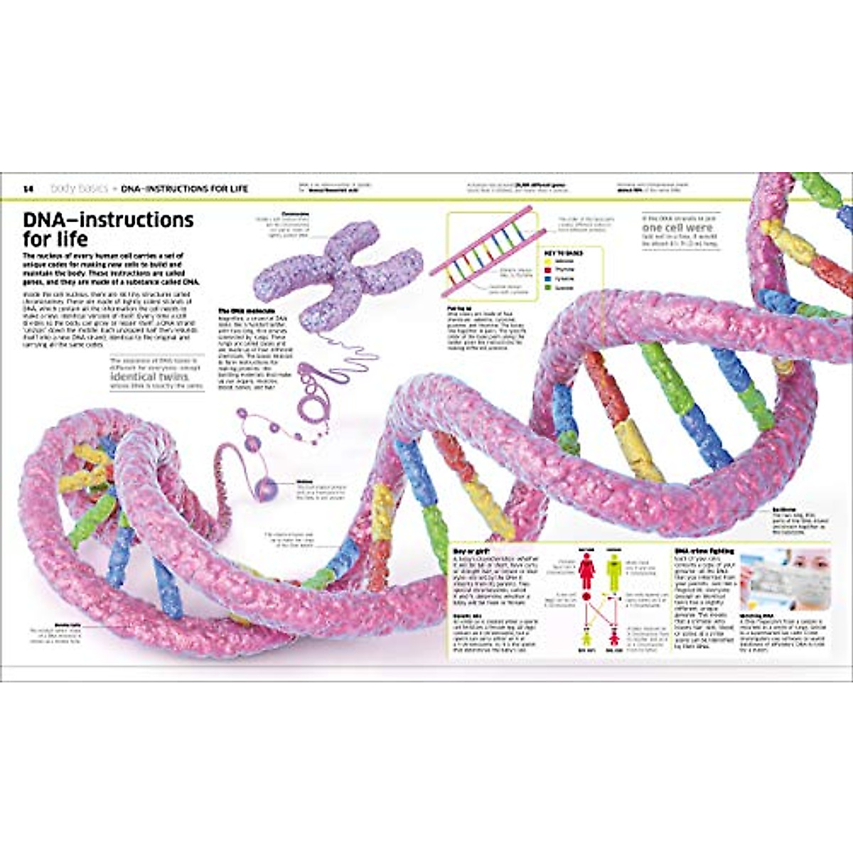 Knowledge Encyclopedia Human Body! (DK Knowledge Encyclopedias)