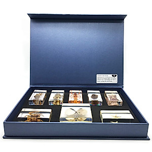 8 PCS Marine Animals Specimens Taxidermy Paperweights for Science Classroom Education