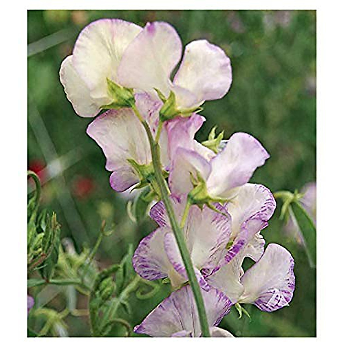 "High Scent" Sweet Pea Seeds - Approximately 50 Seeds - Most Fragrant Sweet Peas