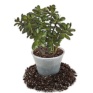 GARDENERA Premium Jade Plant Potting Soil Mix - (1 Quart Bag)