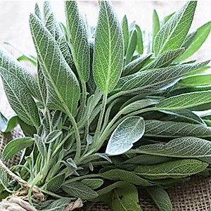 Gaea's Blessing Seeds - Sage Seeds (1.5g) Non-GMO Seeds with Easy to Follow Planting Instructions - Heirloom 88% Germination Rate