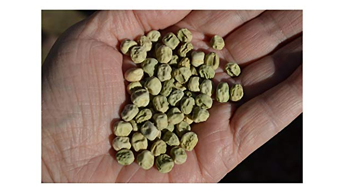 Little Marvel Sweet Dwarf Bush Peas - Easy & Delicious