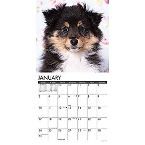 Just Sheltie Puppies 2021 Wall Calendar (Dog Breed Calendar)