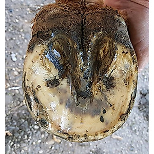 Big Mare Horse Thrush Spray | Clinically Proven Effective On Thrush. No Sting, No Stain Formulation. Veterinary Approved & Recommended.