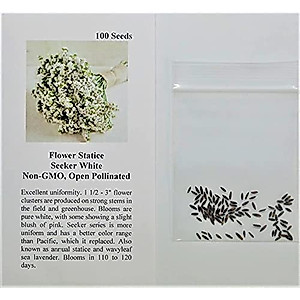 David's Garden Seeds Flower Statice Seeker White 3519 (White) 100 Non-GMO, Heirloom Seeds