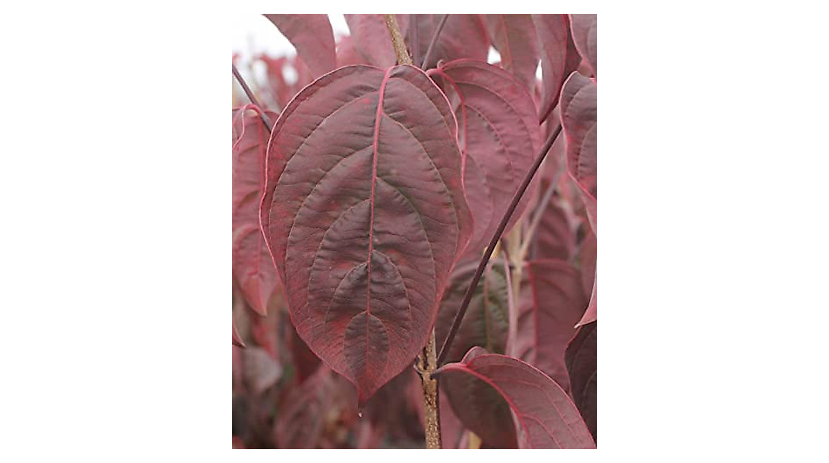 Flowering Dogwood Cherokee Brave - Fast-Growing Tree for 5-9 Zones