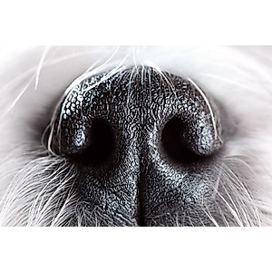 Eye Envy On The Nose Therapy Balm - 100% Natural Dog Product, Soothing Dog Nose Balm, for Cracked Crusty Dog Noses, .5oz