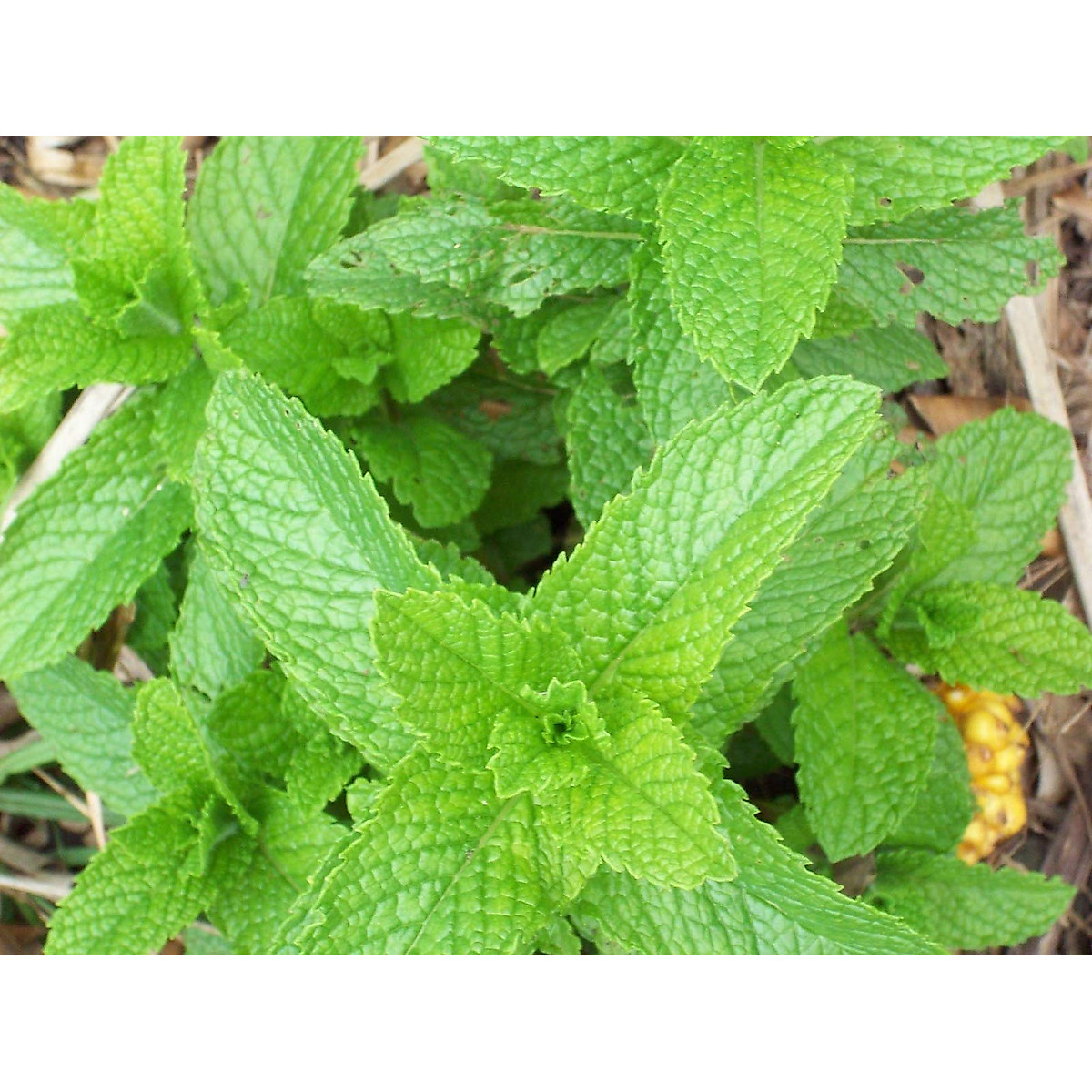 Spearmint Heirloom Culinary Herb Seeds - Mentha spicata - (600 Seeds, or .05 Gram)