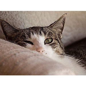 MY LUCKY PETS LLC Amino Acid Supplement for Cats - CAT L-LYSINE Powder - Immune System Booster - Eye Health - Vet Recommended - Natural - Anti inflammatory for Cats - 1 Bottle (8 OZ)