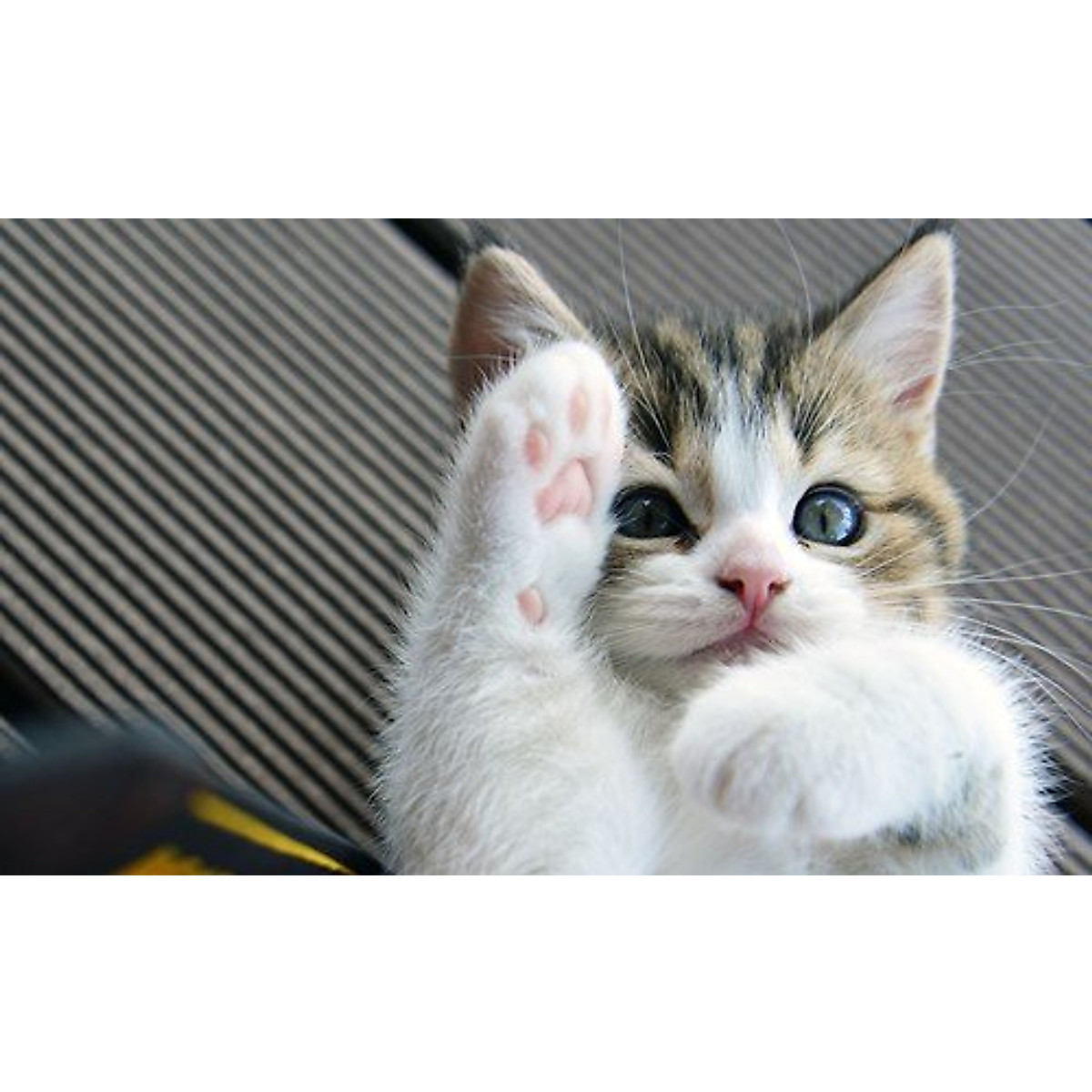 PET SUPPLEMENTS cat probiotic Treats - Digestive AID - for Cats - Advanced PROBIOTIC - CHEWABLE - cat Digestive Support - 2 Bottle (120 Chews)