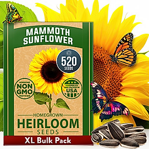 HOME GROWN Sunflower Seeds to Plant | 520+ Giant Mammoth Sunflower Seeds for Planting Bulk Packet | Heirloom, High Germination, Easy to Grow Jumbo Sun Flower Seeds for Home Garden