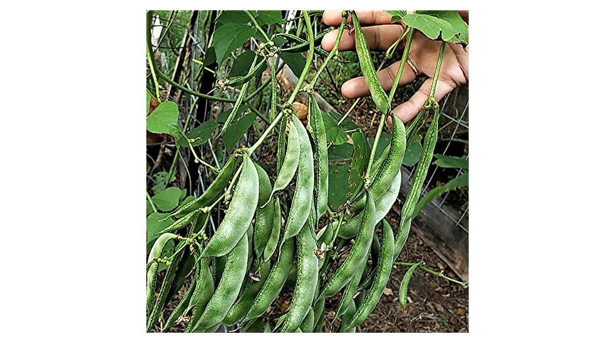 QAUZUY GARDEN 10 White Hyacinth Bean - Lablab Purpureus Seeds | Organic ...