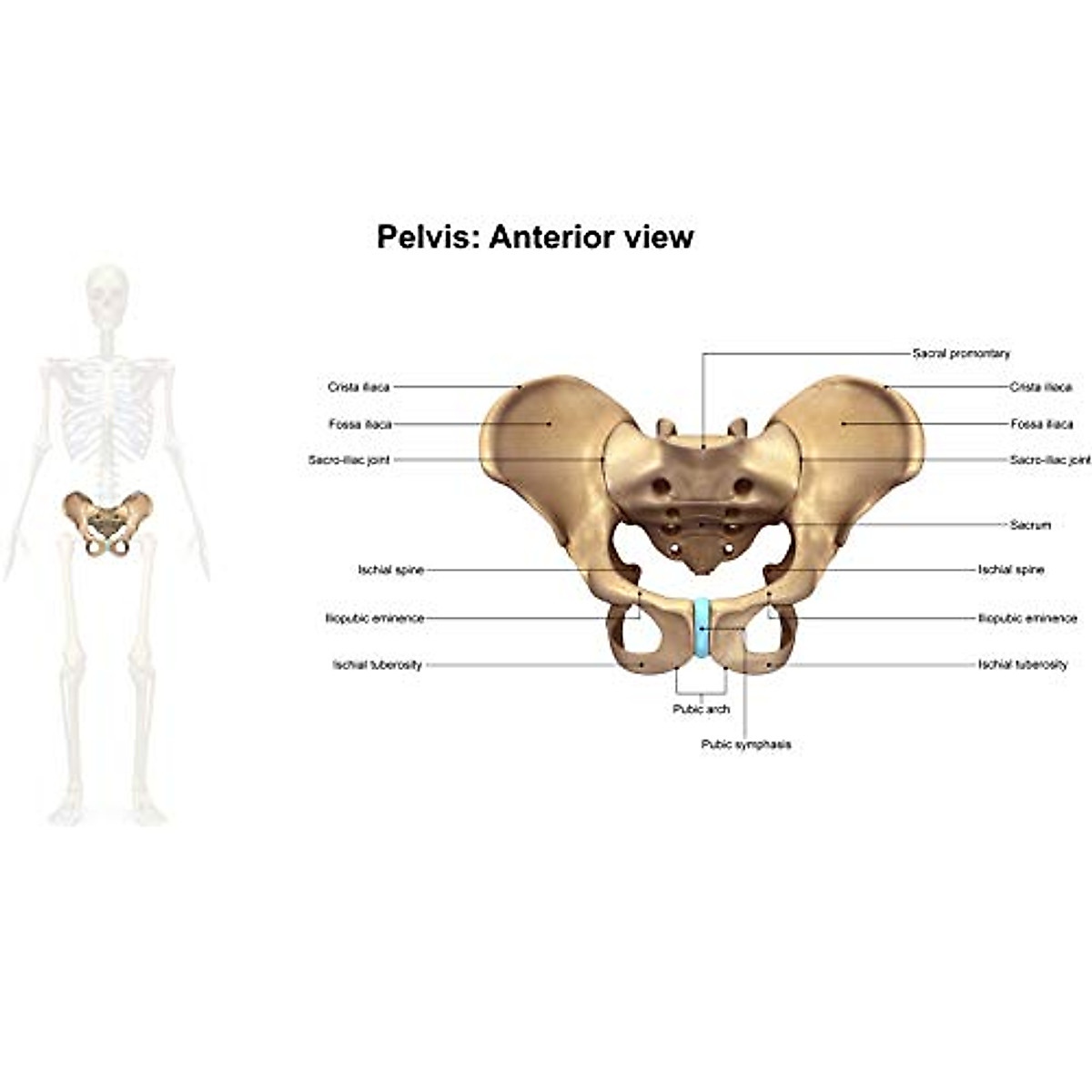 SAMSONITE, Extra Soft Support, Ergonomic Seat Cushion with 100% Pure Memory Foam, Perfect for Car and Office Chair