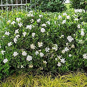 Southern Living Plant Collection Jubilation Gardenia, 2.5 Quart, White Fragrant Blooms and Glossy Green Foliage