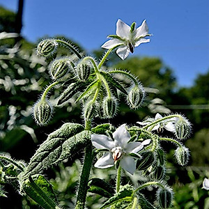 Outsidepride Borago Officinalis White Borage Herb Garden Flowering Plants Great for Bee Pollination - 1000 Seeds
