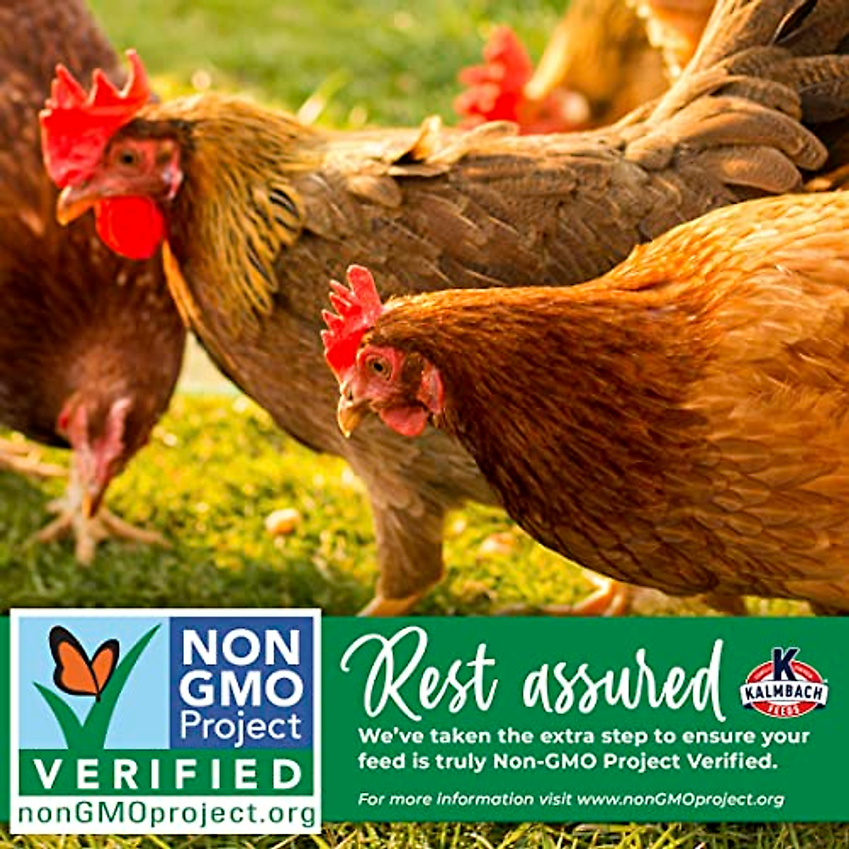 Kalmbach Feeds Soy Free Non-GMO 5 Grain Premium Scratch Grain Treat for Chickens, 50 lb