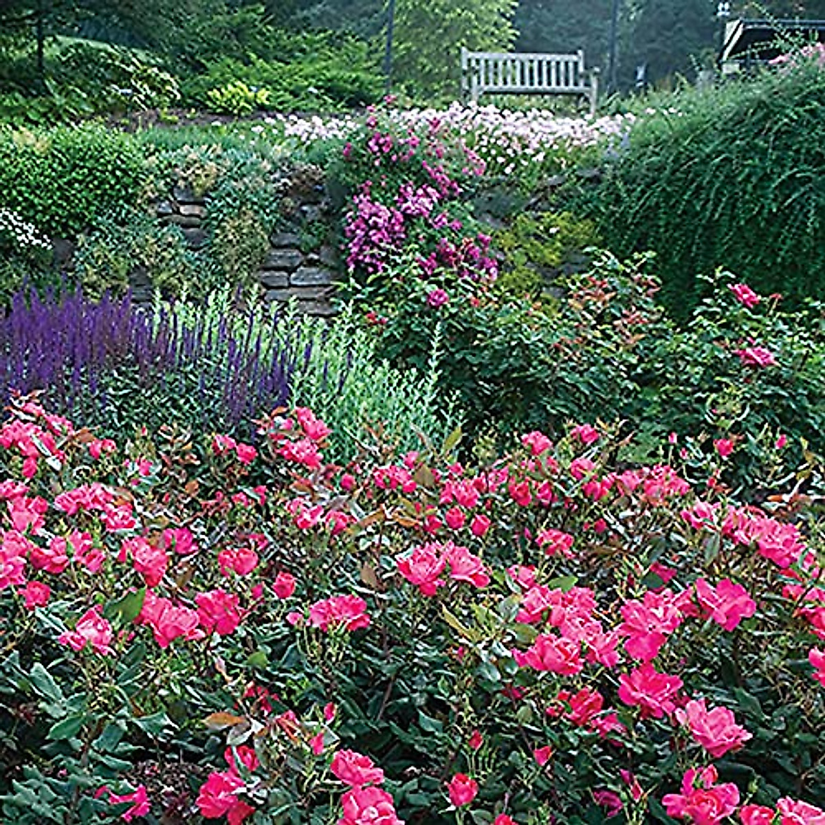 Knockout ' Double Rose, 1 Gallon, Cherry Red