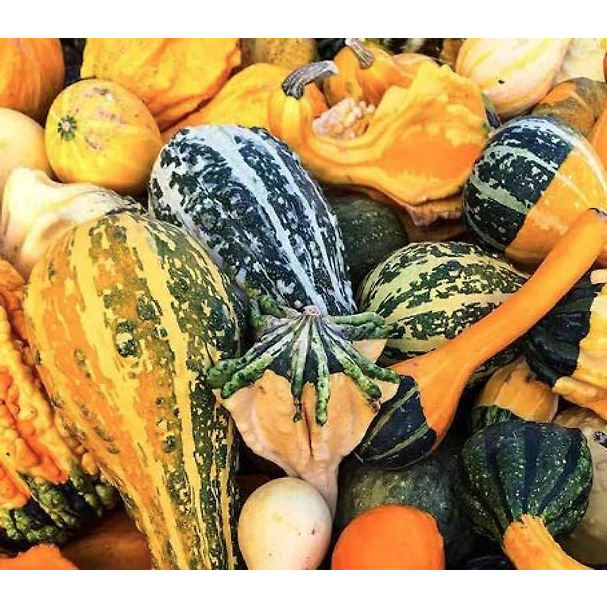 "Large Gourd Mix" Squash Seeds for Planting, 25+ Heirloom Seeds Per Packet, (Isla's Garden Seeds), Non GMO Seeds, Great Home Garden Gift, Decorative Squash Gourds