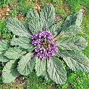 Mandrake Seeds Mandragora Officinarum Perennial Herb Seeds Fruit & Berries GMO Free Courtyard Garden Outdoor 20Pcs by YEGAOL Garden
