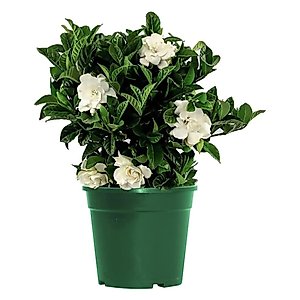American Plant Exchange Gardenia Veitchii Bush, Fragrant White Flower Blooms, Live Gardenia Plant, 6-Inch, Ideal for Home and Garden Decor