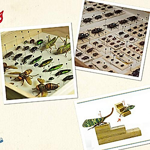 Stainless Steel Specimen Insect Pins 0#,1#,2# and Insect Pinning Board