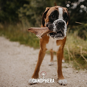 Canophera All-Natural Split Red Deer Antlers – Long-Lasting, Sustainably Sourced Dog Chews – Available in 5 Sizes, Odor-Free, Supports Dental Health – Ideal for Power Chewers - Xtra Small