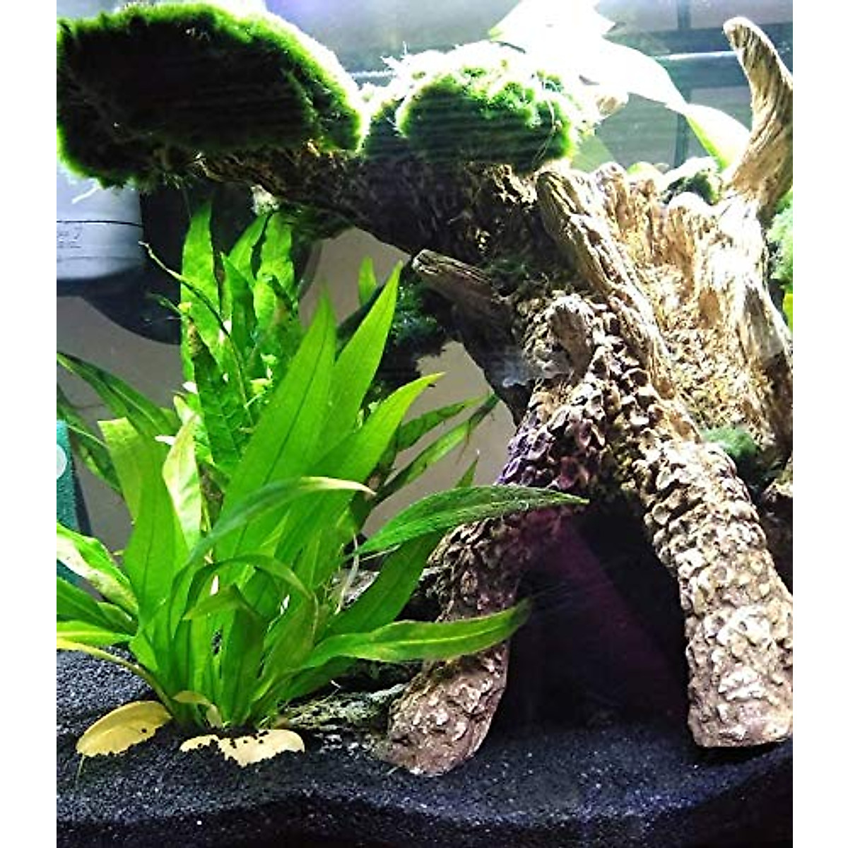 Planterest – Amazon Sword Bundle Medium Easy Background Live Aquarium Plant Decorations BUY2GET1FREE