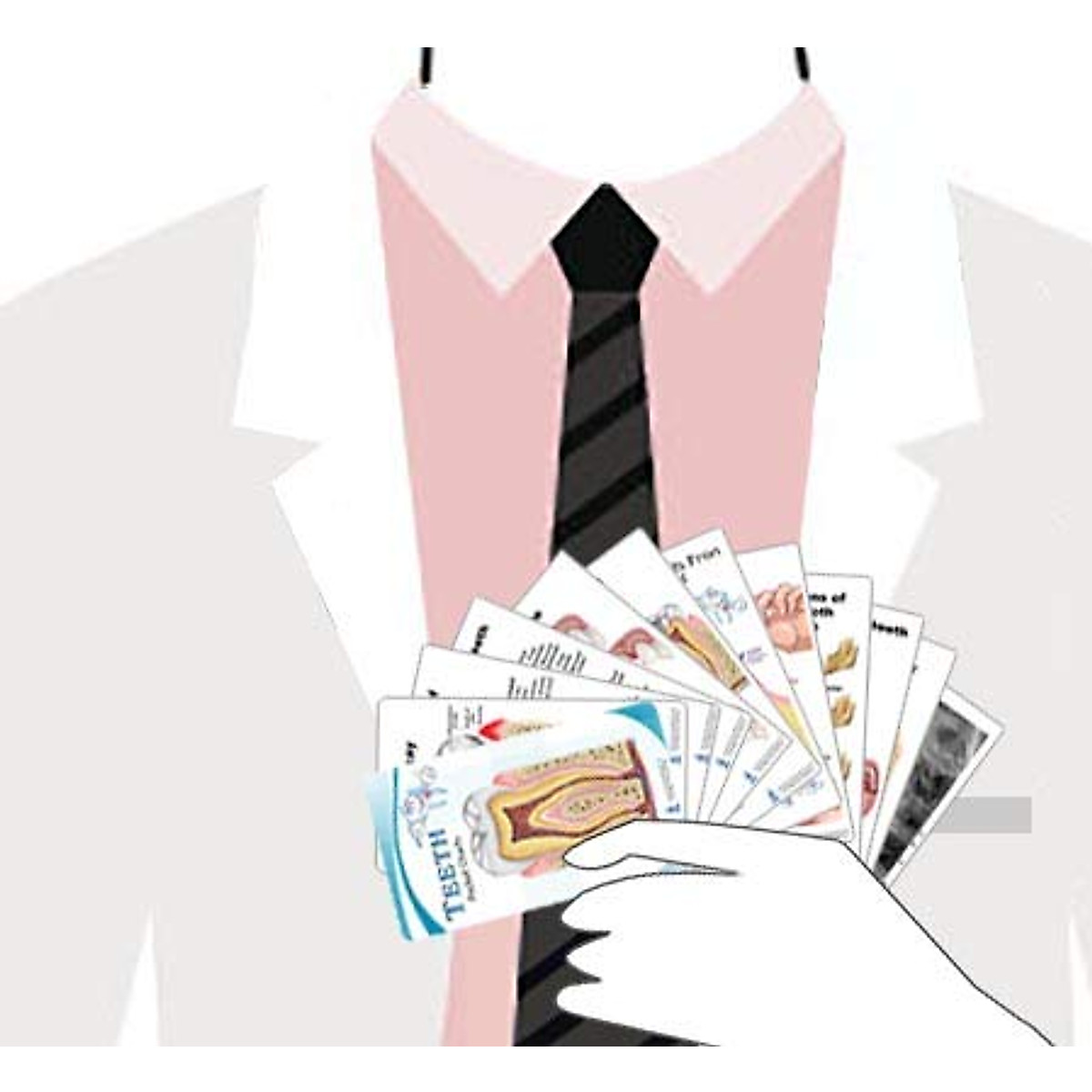 Dental Anatomy Pocket Charts,for Dentist, Oral Hygienist, Dental Students