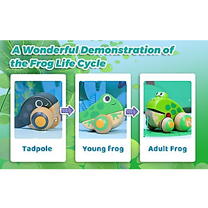 Hape Pull Along Frog Family with Anti-Rollover Wheels, Toddler Push and Pull Toys