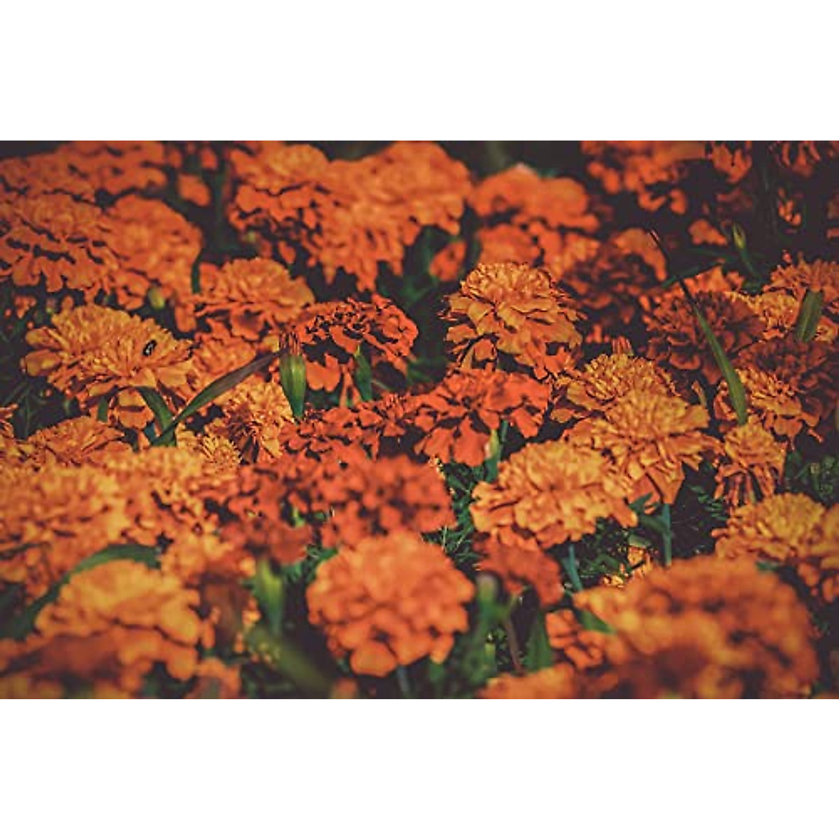 Set of 100 Assorted Valley Green Flower Seed Packets! Flower Seeds in Bulk - 20+ Varieties Included