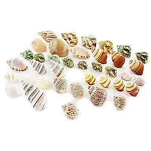 Set of 35 Hermit Crab Shells Assorted Changing Seashells Small 1/2"-2" Size (Opening Size 1/4" - 1") Mega Pack