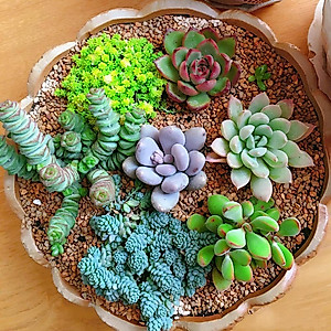 800+ Mix Succulent Seeds Rare Perennial DIY Bonsai Ornamental Plant Succulent Seeds for Planting Indoor and Outdoor