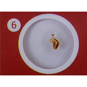 Levenhuk LabZZ CP24 Creatures and Plants Prepared Microscope Slides Set for Kids Children and Students Education