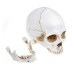 Ocean Aquarius Large Size Skull Model Human Medical Anatomical Adult Head Bone for Education