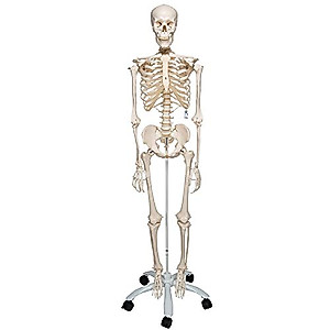 3B Scientific A10 Stan the Standard Skeleton w/ Pelvic mounted roller stand - 3B Smart Anatomy