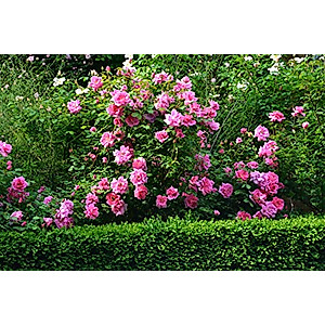 30 Seeds-Pink Wonder Shrub Rose Seeds