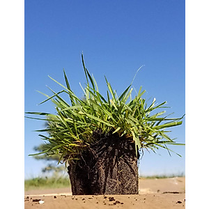 Zoysia Plugs - 50 Large Grass Plugs - Drought Tolerant, Low Maintenance EZPLug