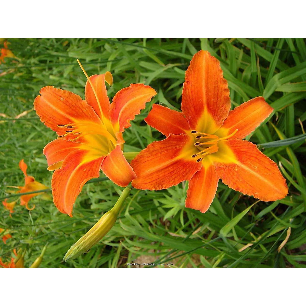 50+ Mixed Hemerocallis Hybrida Daylily Flowers Seeds Perennial Garden Plant Blooming