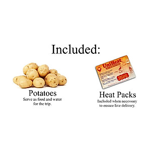 BuyFeederCrickets 500 Live Acheta Crickets (Medium (1/2"))