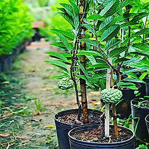 60 Pcs Sugar Apple Seeds for Planting Custard Apple, Annona squamosa Seeds, Delicious Sweet Fruits