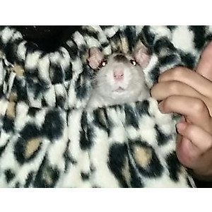 Critter Cuddler Small Animal Carrier and Bonding Pouch Anti-Anxiety Interactive Play Exercise Ring Therapeutic for Pet & Handler Small Dog Cat Hedgehog Puppy Travel Sling - Made in USA (Hedgies)