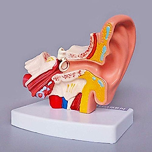 Model of Human Organ Human Ear Anatomy Ear Canal, Human Ear Model Otolaryngology Ear Middle Ear and Auditory Internal Organ Medical Model